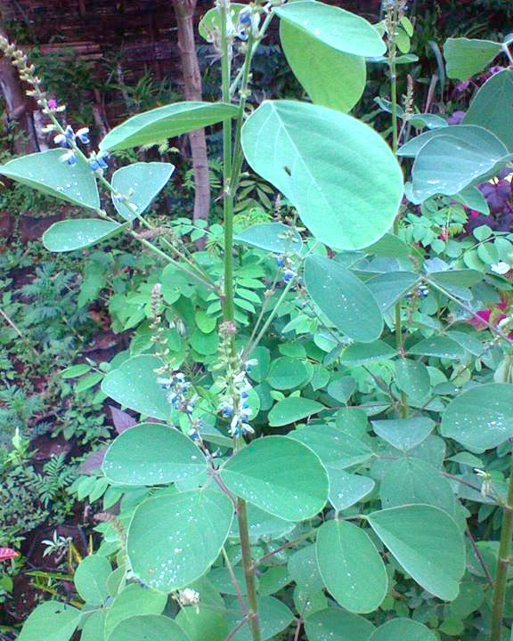 25+ Ide Terbaru Desmodium Rensonii