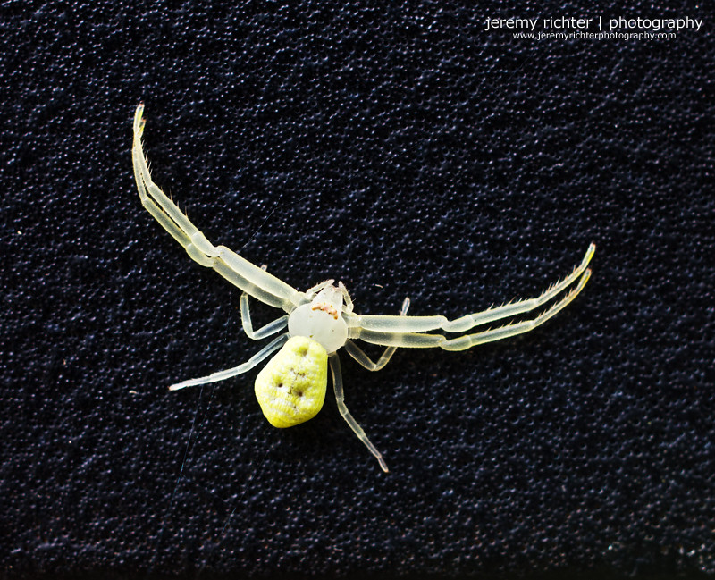 jeremy richter | photography :: blog: Thomsid Crab Spiders, commonly ...