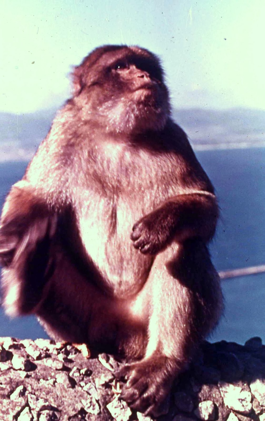 Roy's blog: CURIOUS ANIMAL STORIES - Europe