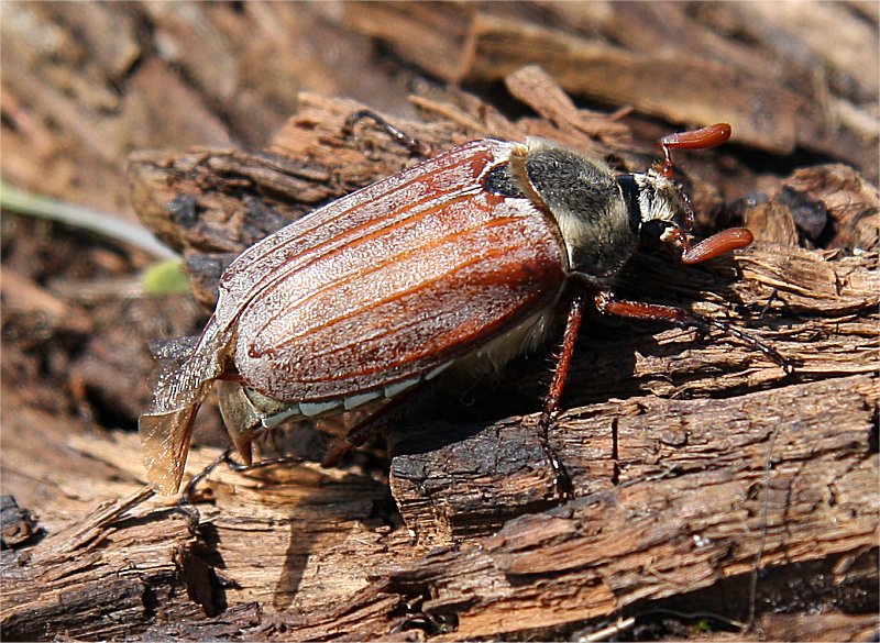 Murfs Wildlife : Cockchafer Beetle