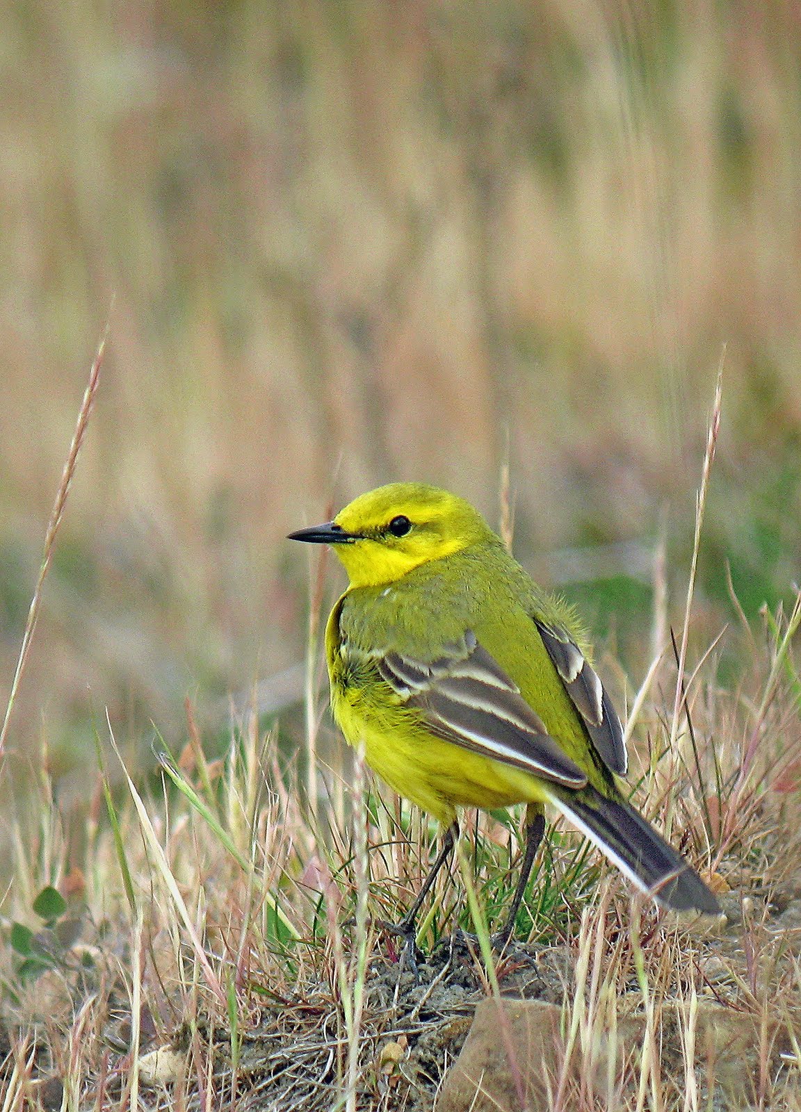 Hedgeland Tales: Yellow Wagtail