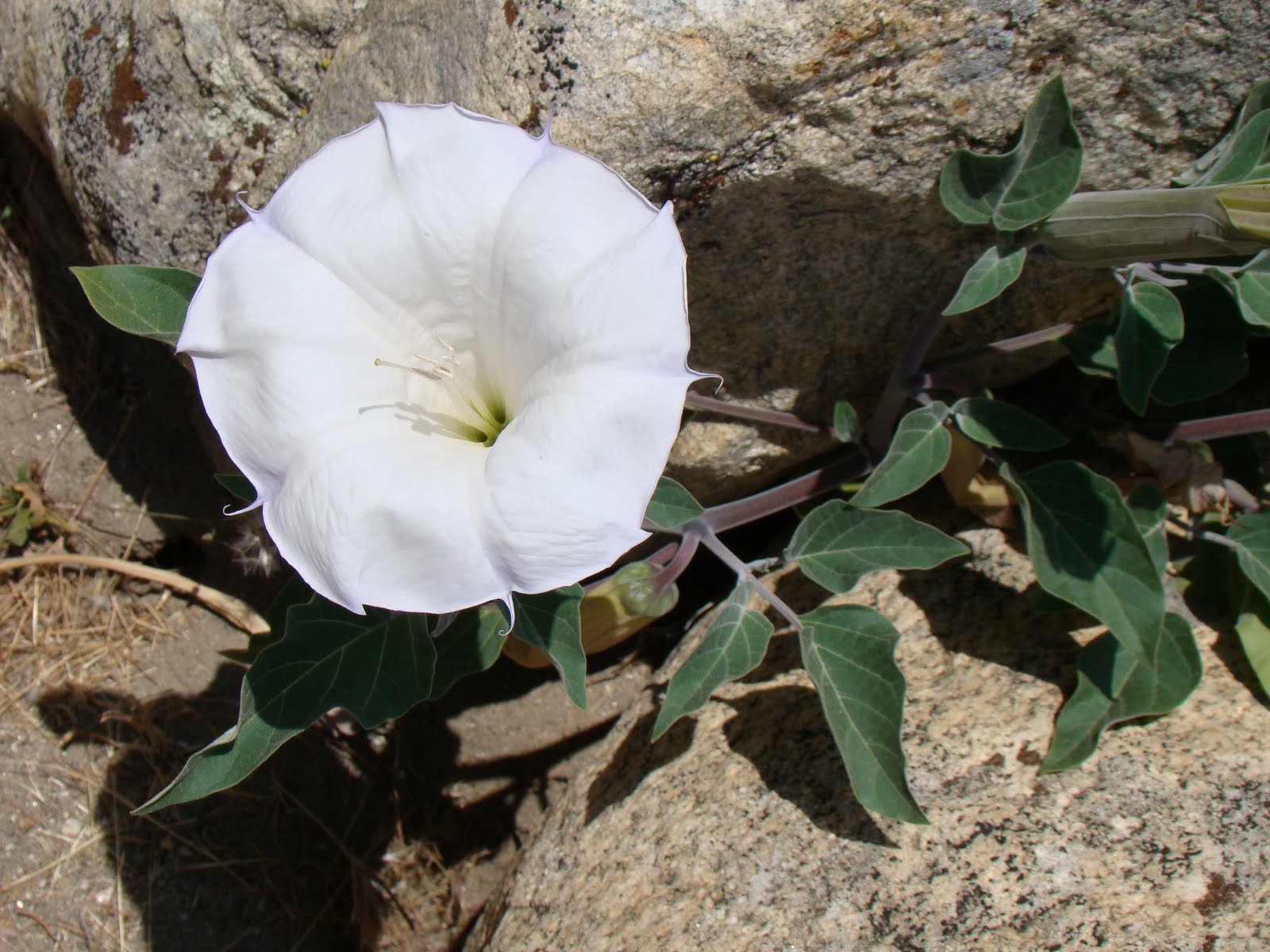 Leaves of Plants: Datura