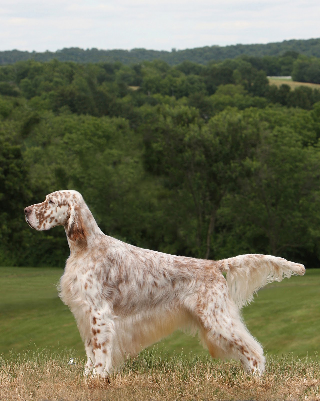 1000+ images about english setters on Pinterest | English setters ...