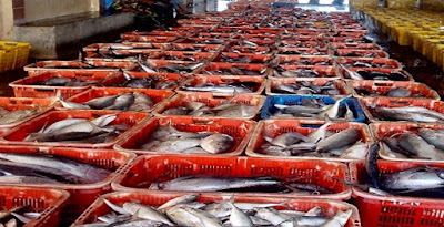 Frozen Red Snapper, Red Snapper Fillets for Sale, Red Snapper Wholesale ...