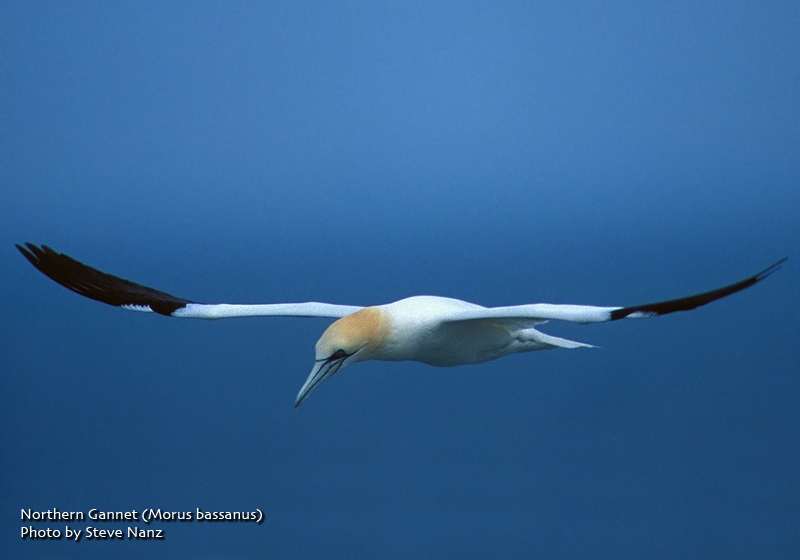 The City Birder: 01/01/2012 - 02/01/2012