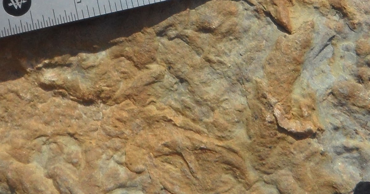 Fossils and Geology of Lanark County, Ontario: If the Ediacaran discoid ...