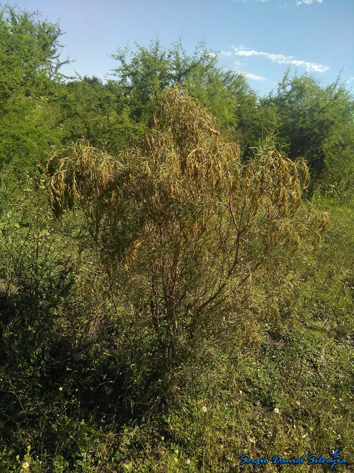 Flora Nativa de Entre Rios