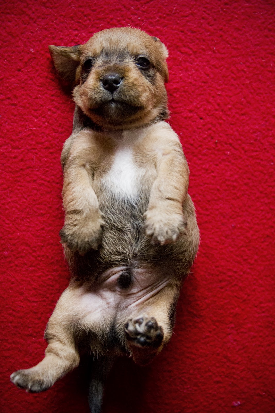 Loren McFarlane Photography: Susan Borthwick's Daxijack puppies...