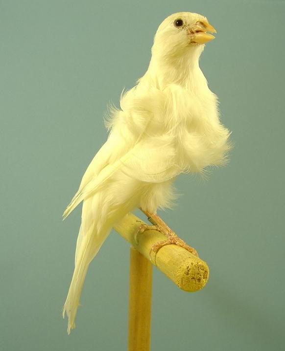 CANARIOS DE FORMA O POSTURA | LOS CANARIOS