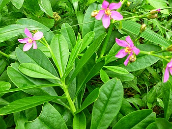 Water leaf-Talinum fruticosum-Gas Nivithi | SL Flora