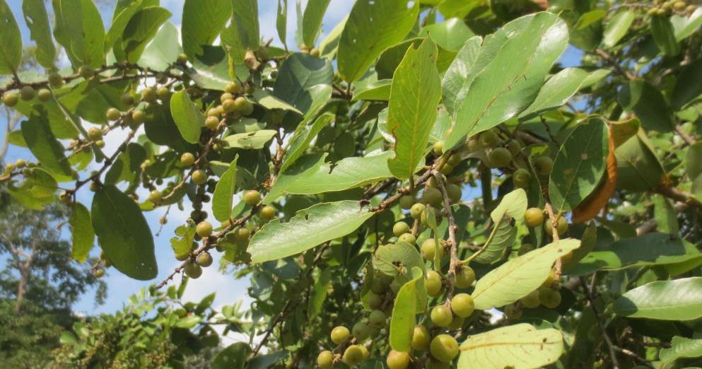 කැටකෑල [Ketakela] (Bridelia retusa) ~ අපේ ඔසුපැළ Medicinal Plants of ...
