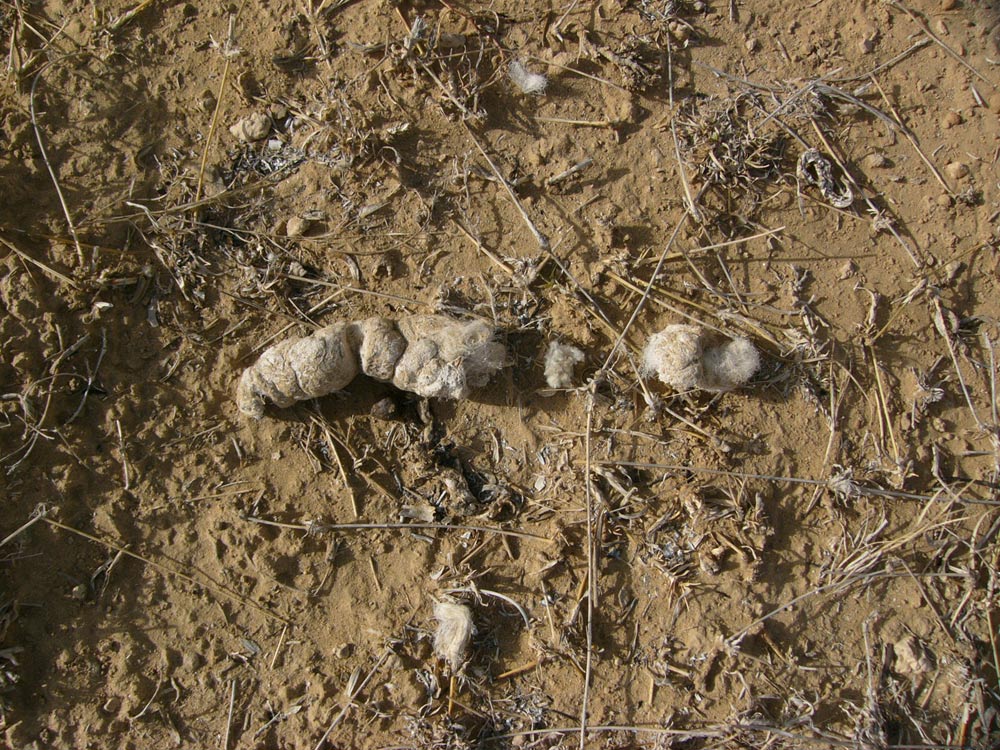 Ranthambhore Tale's.. .: Wolf in the land of Commons