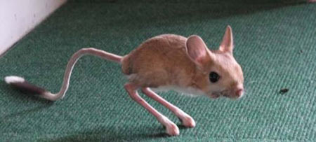 ANIMAL WORLD TokTil: Unique Mouse, Rabbit-eared Kangaroo-legged
