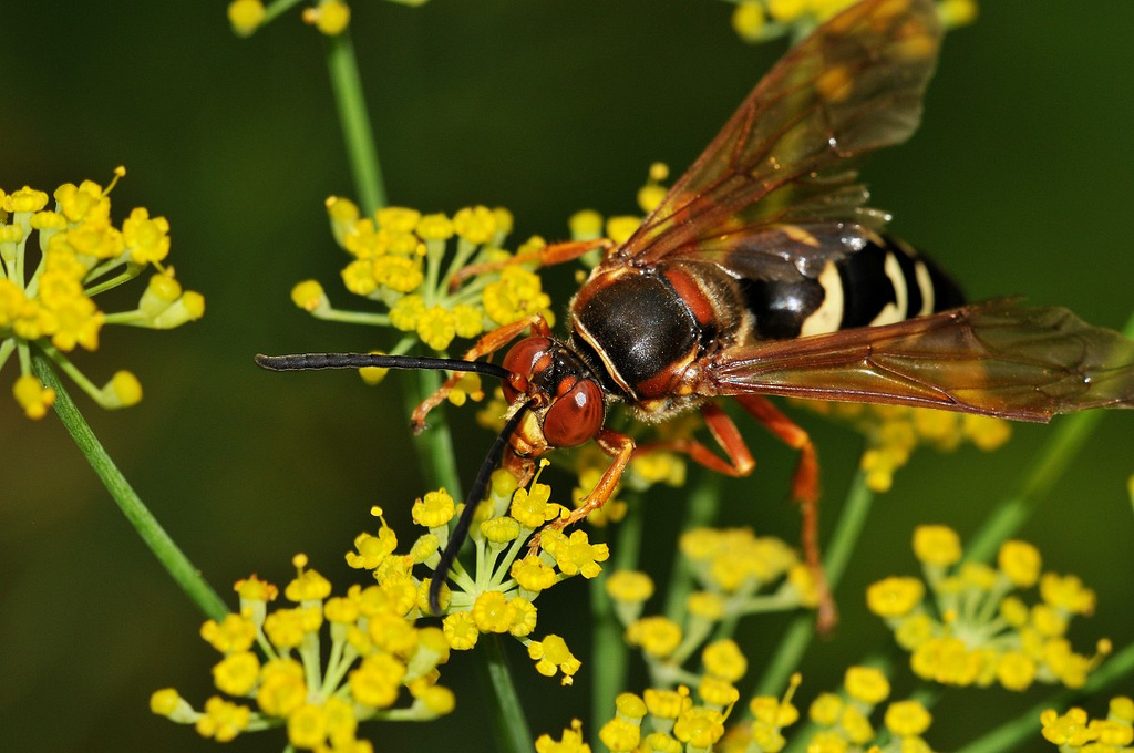 Real Monstrosities: Cicada Killer Wasp