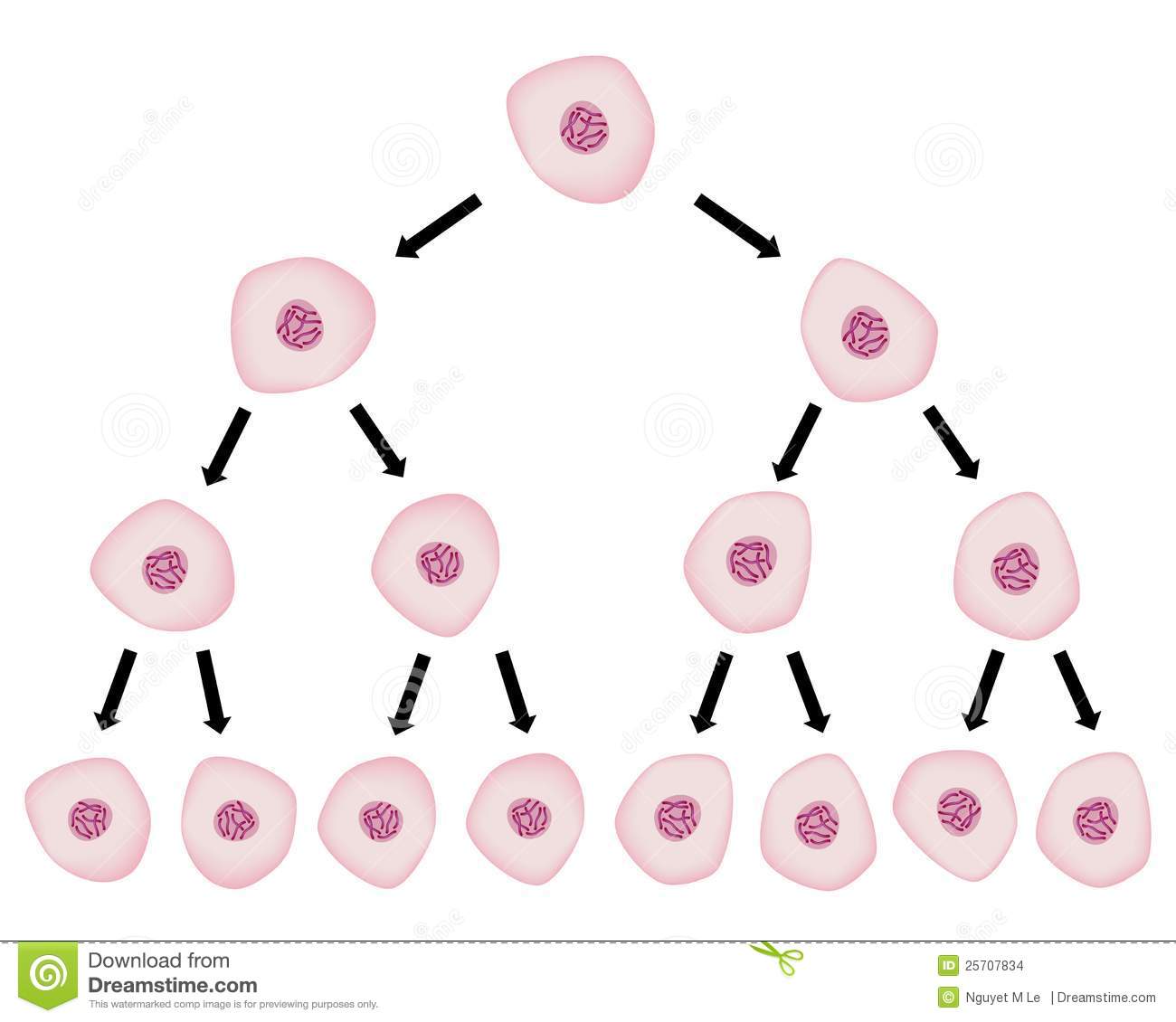 Biology inc: La Cellule - dénominateur commun de la matrice vivante