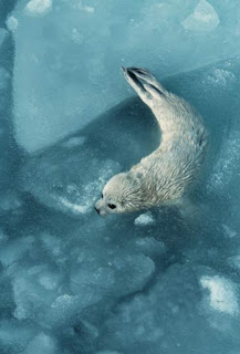 FOK BALIĞI RESİMLERİ-Manzaralar