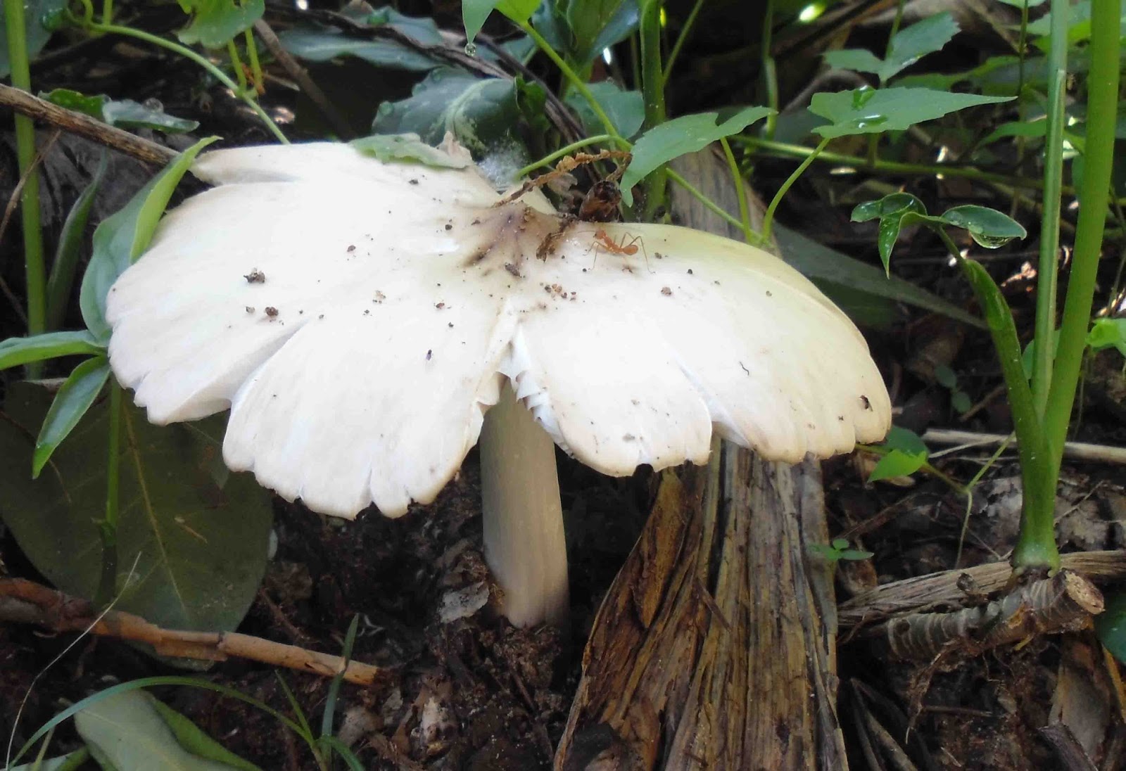 Mushrooms - Bimmal - Hathu - බිම්මල් - හතු