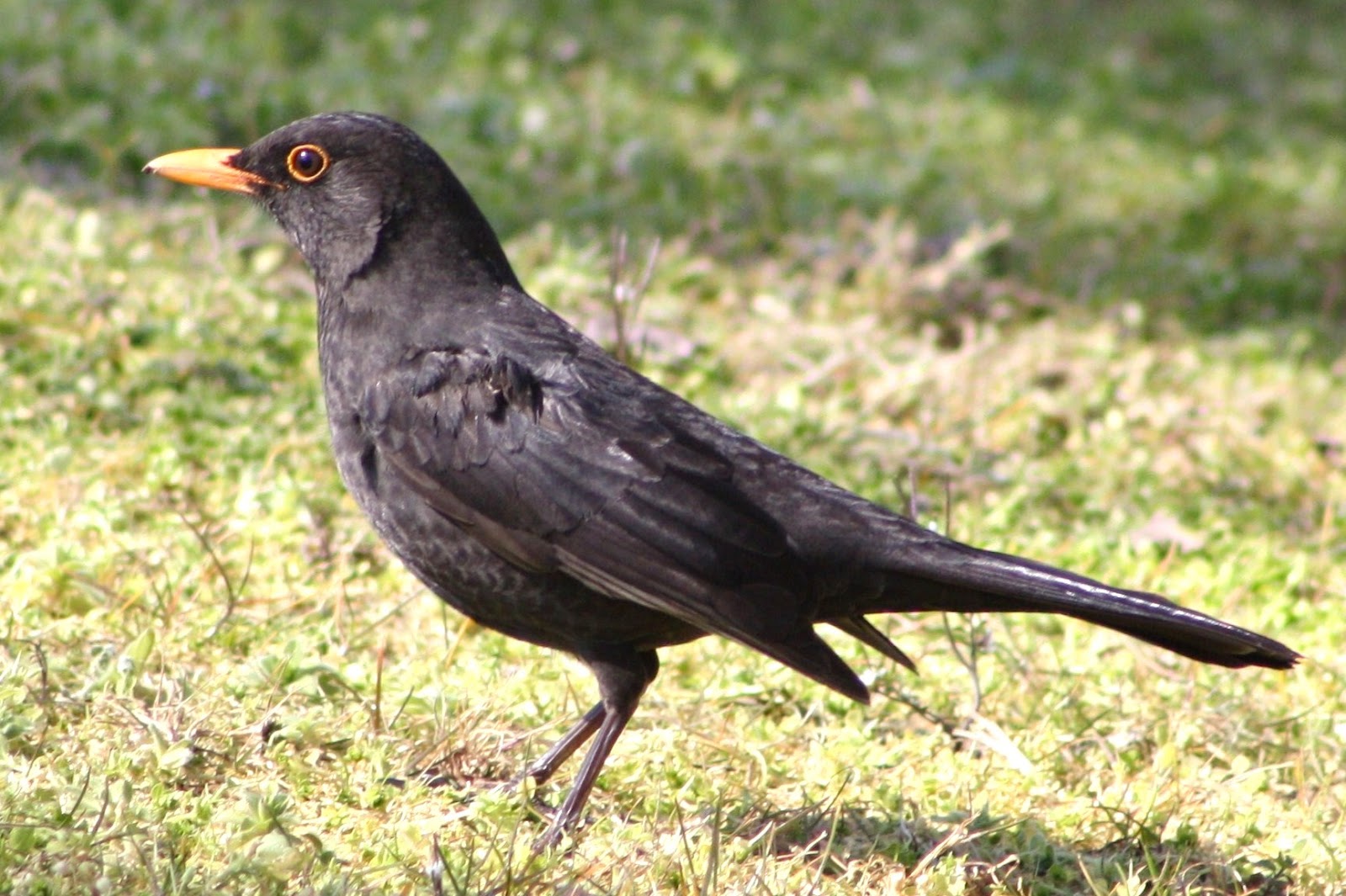 Terra dos Espantos: Os melros