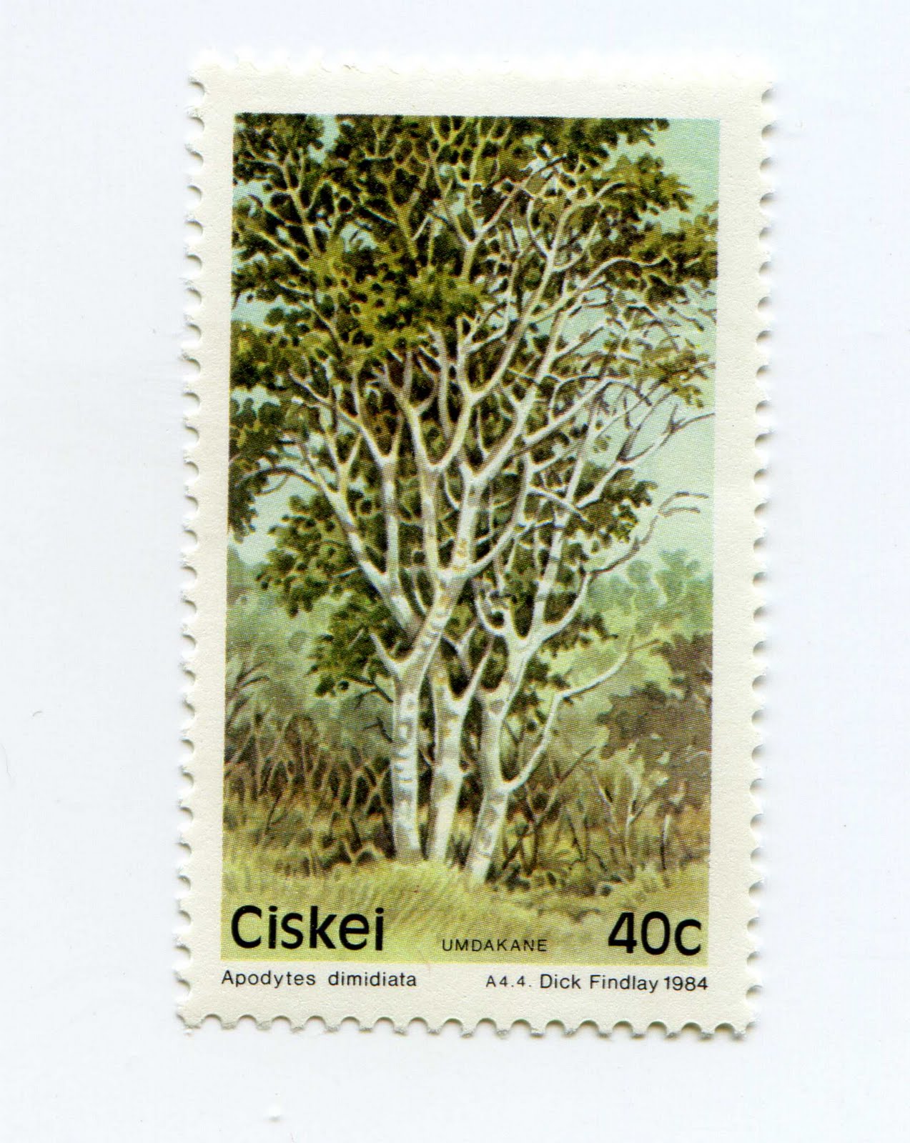 BIODIVERSIDAD FORESTAL: Biodiversidad Forestal (CISKEY)