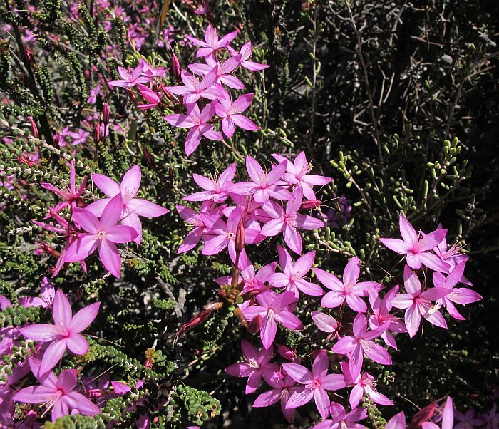 Esperance Wildflowers: Calytrix duplistipulata – Inland Pink Starflower
