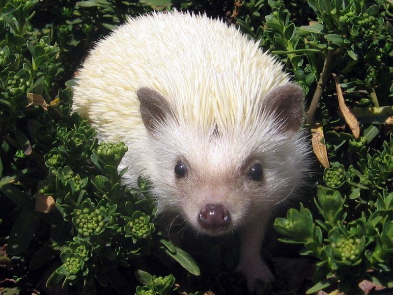 DUNIA FAUNA: Macam - Macam Landak Mini