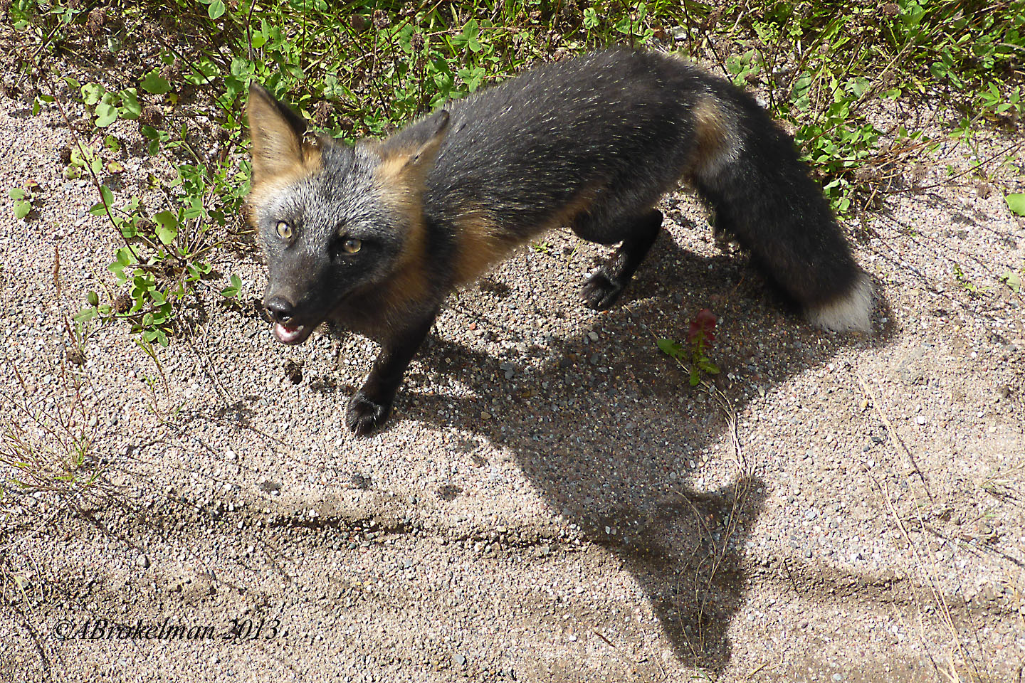 Ann Brokelman Photography: Cross Fox, Norris Point, Newfoundland Sept 2013
