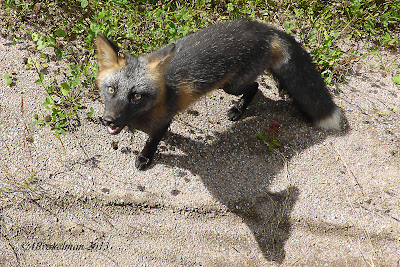 Ann Brokelman Photography: Cross Fox, Norris Point, Newfoundland Sept 2013