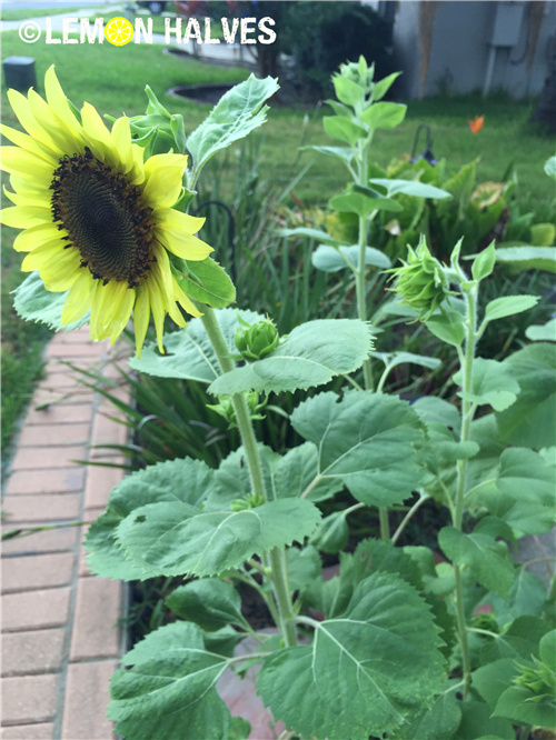 Lemon Halves: Sunflower Lemon Queen