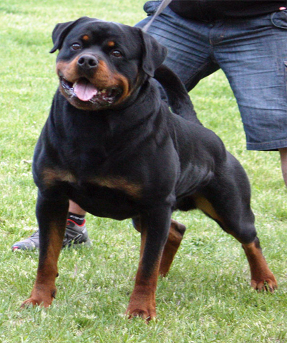 Dog Breeds: Rottweiler
