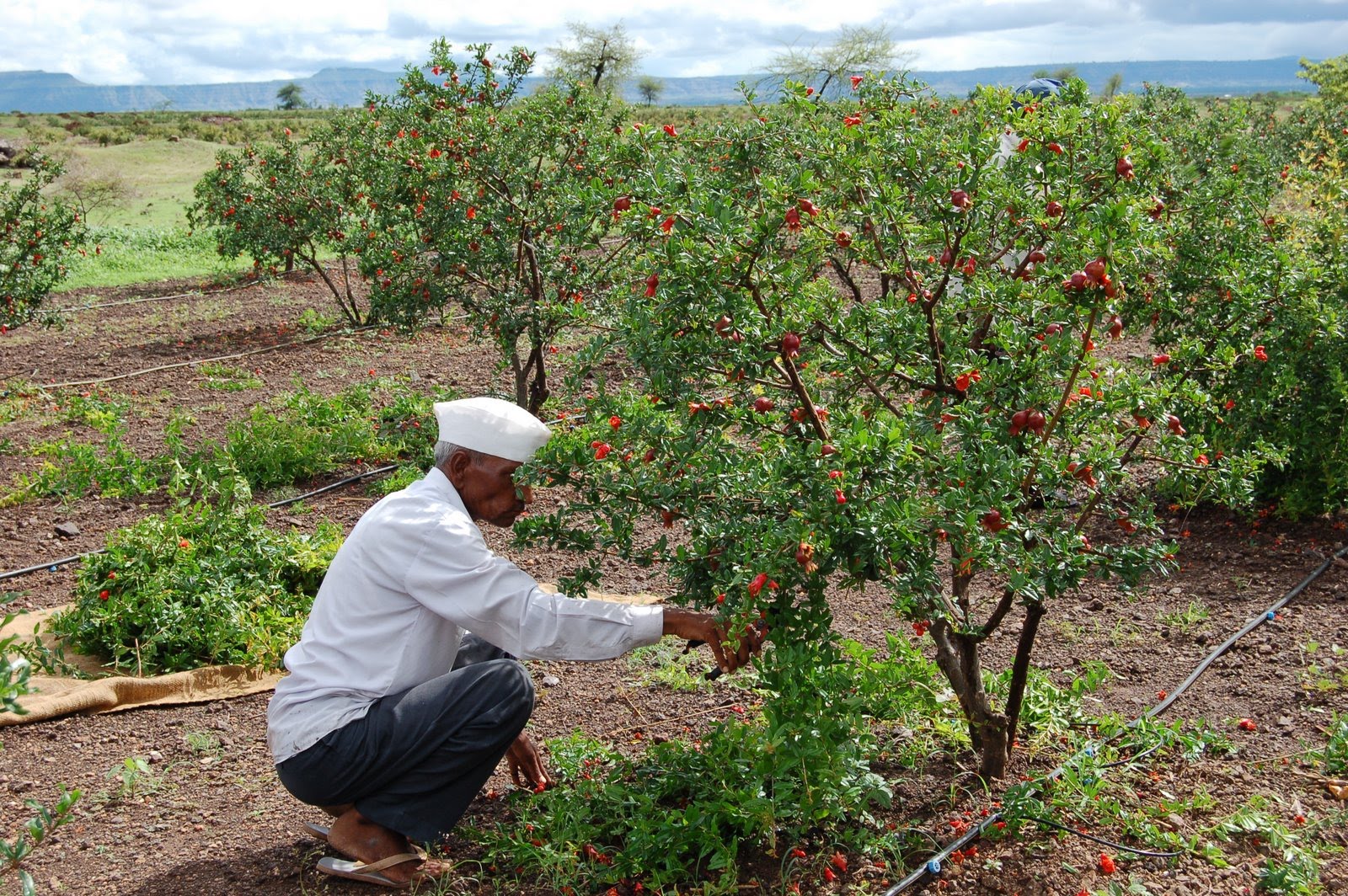 Το κλάδεμα της Ροδιάς - Agro-Help.gr