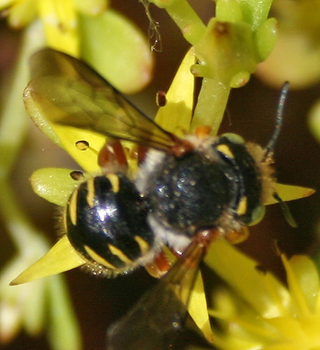 twenty pound tabby: More Colorado Native Bees