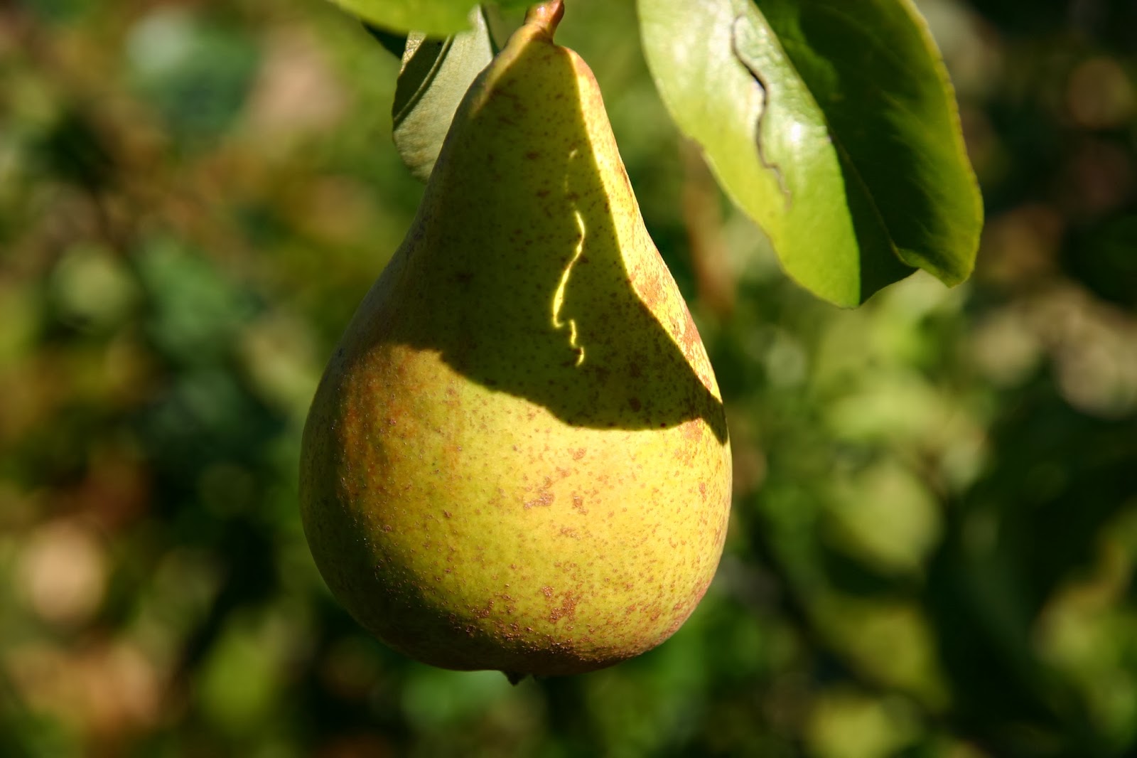 viva la vita sana: Quando la "mela" non é salutare