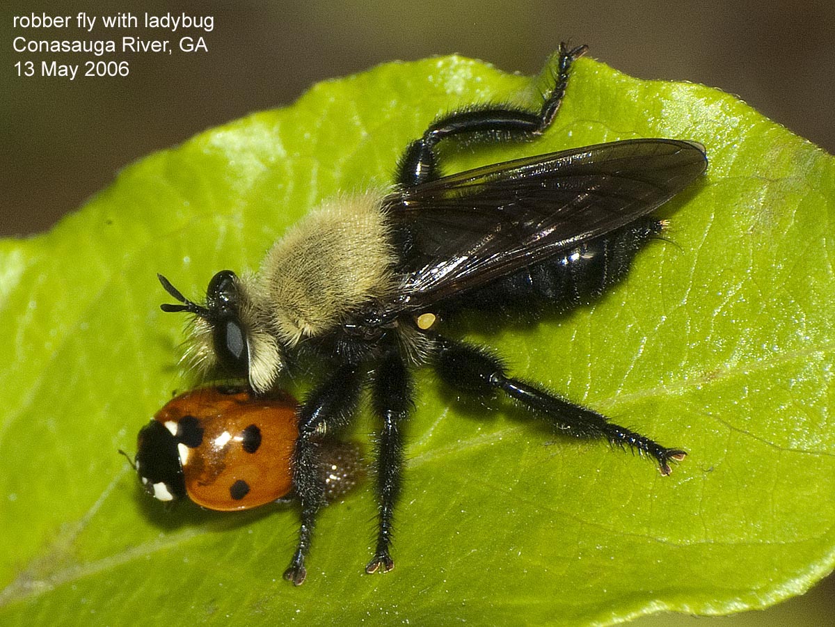 Northwest Nature Notes: KINGS OF THE INSECT JUNGLE