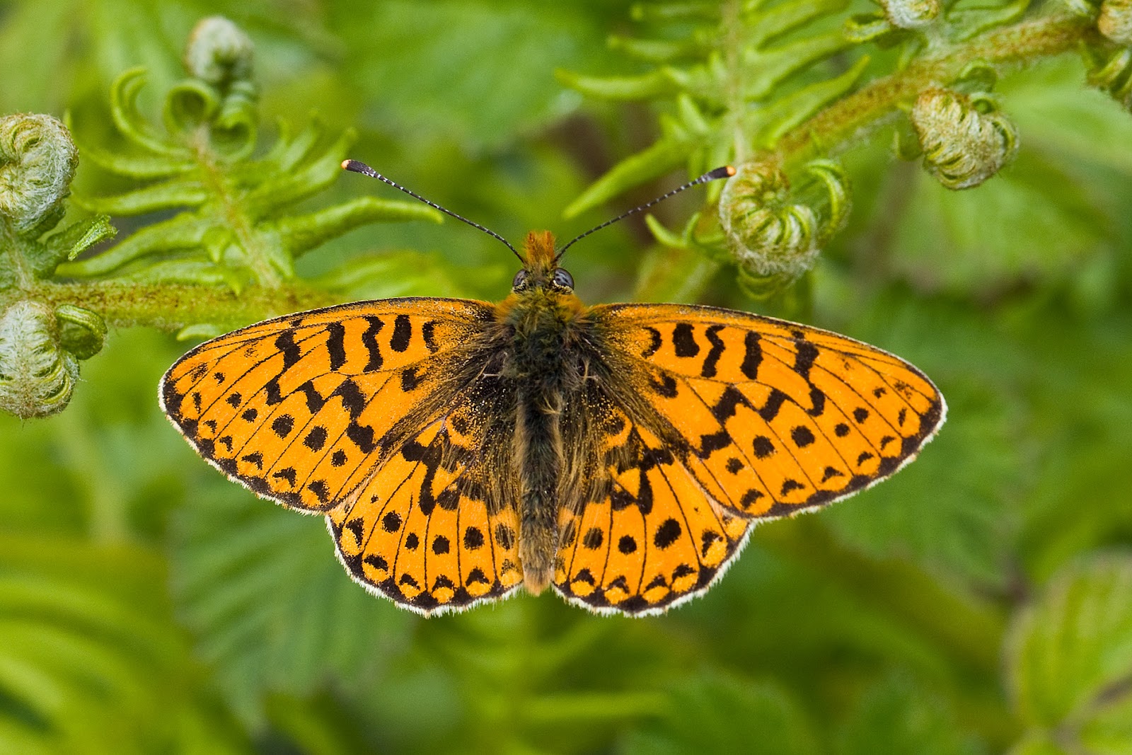 Martin's Sussex Birding Blog: Pearl-bordered Fritillary