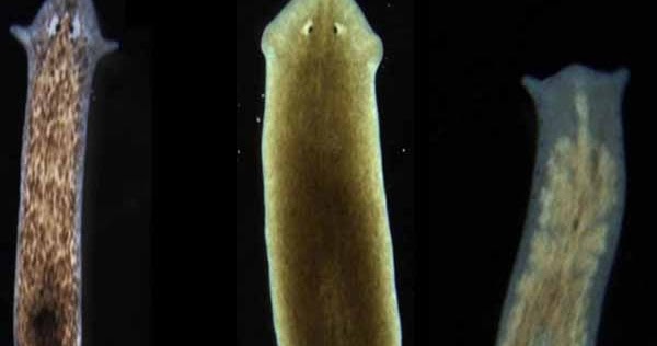 Platelmintos ~ El Reino Animal