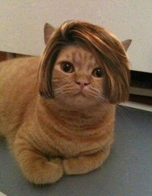 De Kapper Knipt: Katten kapsel