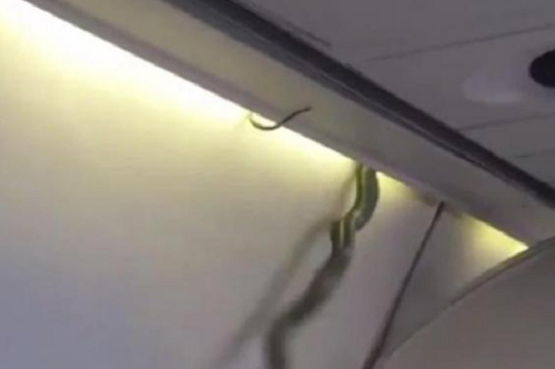 Passengers in an airplane scamper as snake drops out from an overhead ...