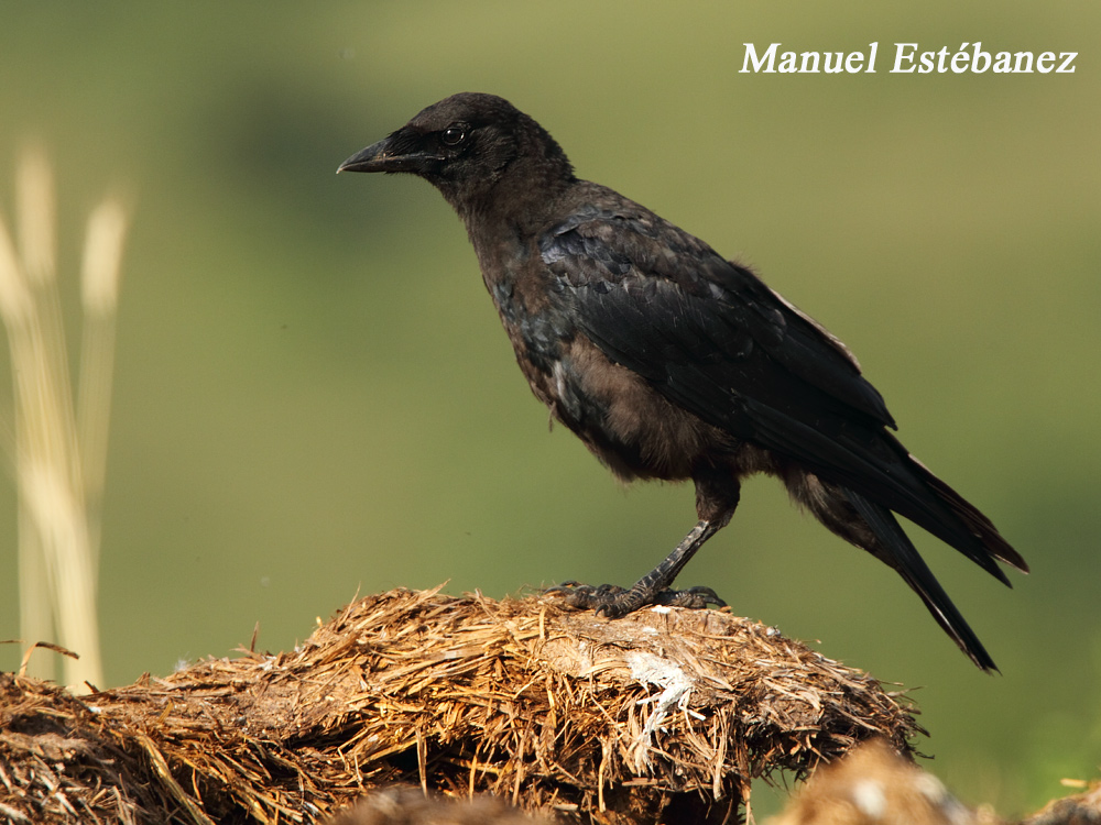 Miradas Cantábricas: Corneja negra (Corvus corone)
