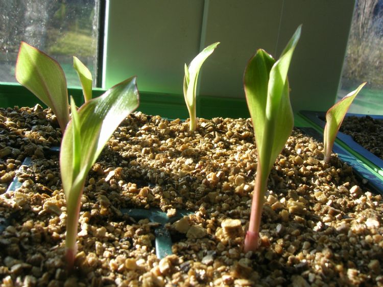 How To Grow Canna Lilies From Seed The Garden Of Eaden