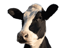 Gomer's Lee's Summit Beer Blog