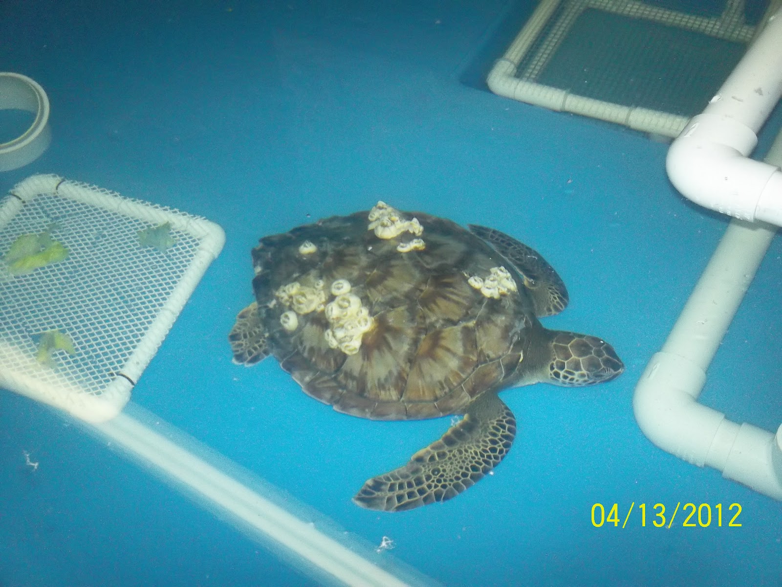 NORTH MYRTLE BEACH SEA TURTLE PATROL: Update: Little River and Grover