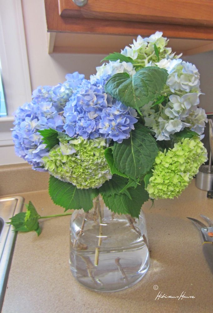 Hibiscus House: Arranging Beautiful Hydrangeas!