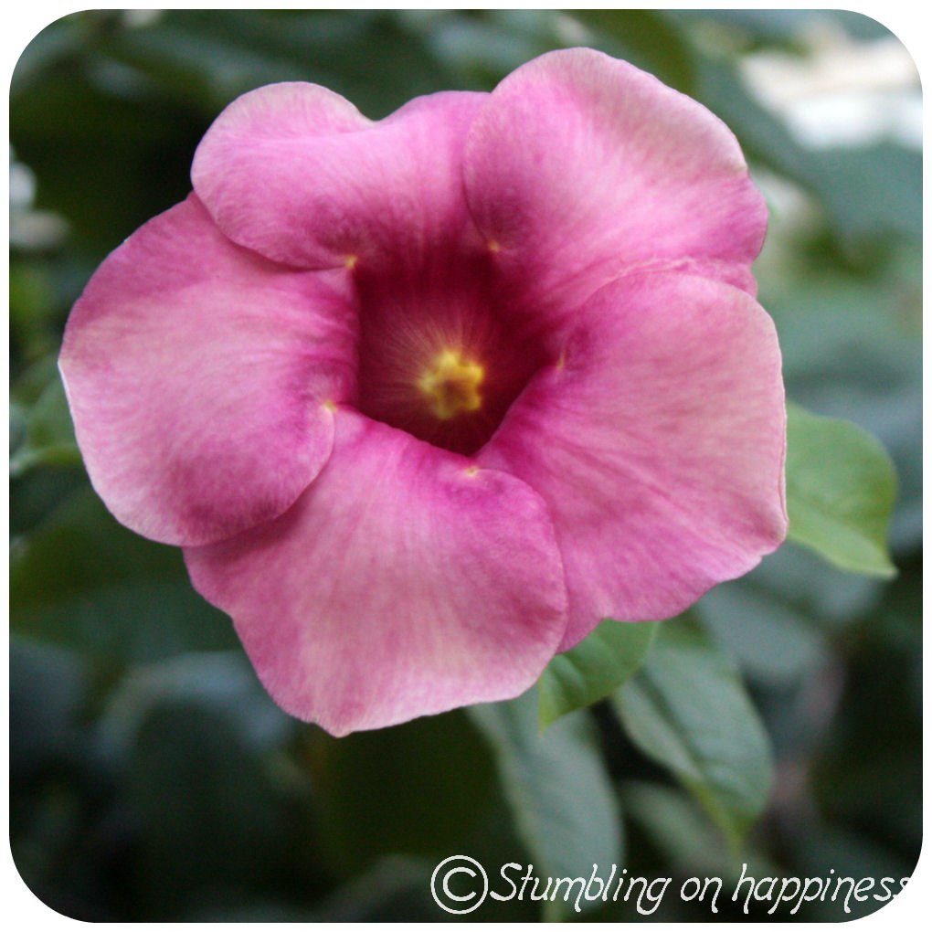 .: the expat files :.: Jamaica - Beautiful Flowers