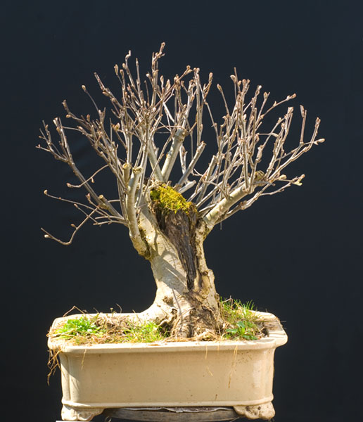 Walter Pall Bonsai Adventures: Big rowan is presentable for the first time