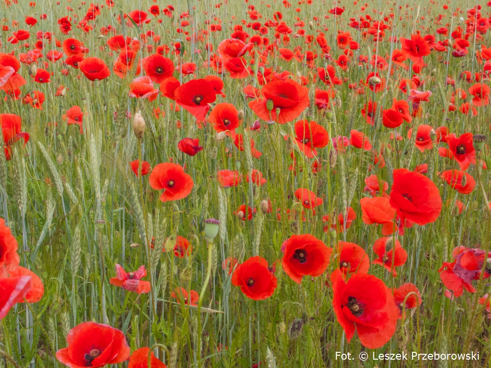 NA POJAĆWIESKICH RUBIEŻACH: Mak polny przyciąga uwagę, budzi emocje i ...