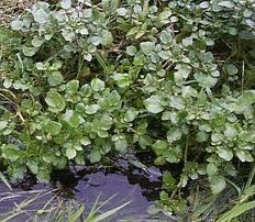 Gourmet Foragables: How to find and cook with wild edibles: Wild Spring ...