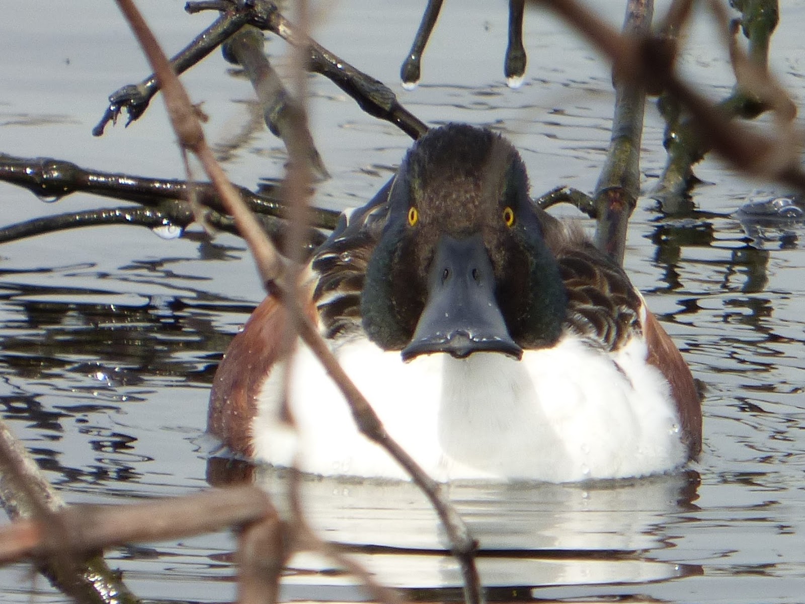 Geotripper's California Birds: Northern Shovelers at the Merced ...