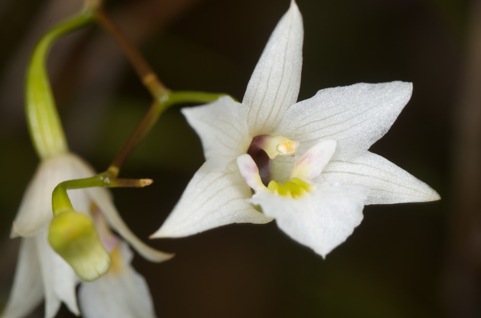 蘭花的故事: Winika cunninghamii 威尼卡蘭