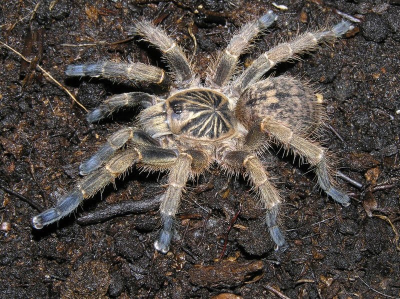 APRO-PÓK pókblog: February 2011