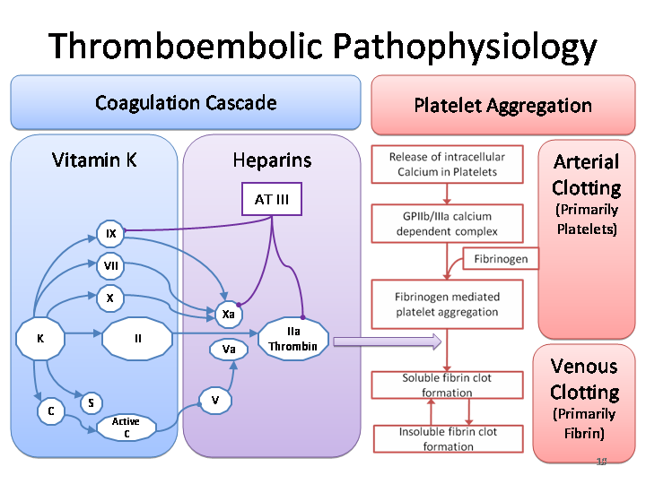 Tutor's Notes: general, cardiovascular, respiratory and renal ...